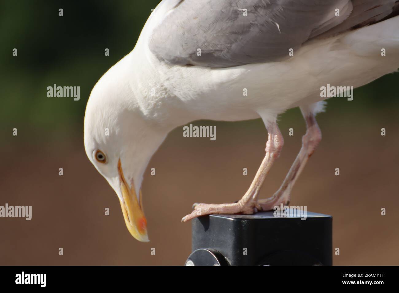 Perched Common Seagull. Thanet, Kent, United Kingdom Stock Photo - Alamy