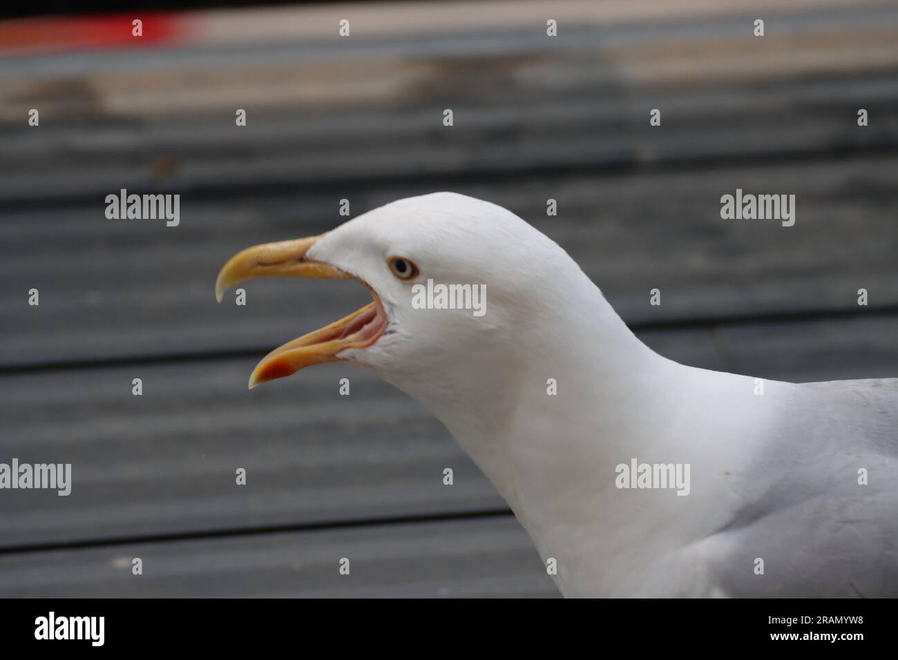 Kent coastal birds hi-res stock photography and images - Alamy