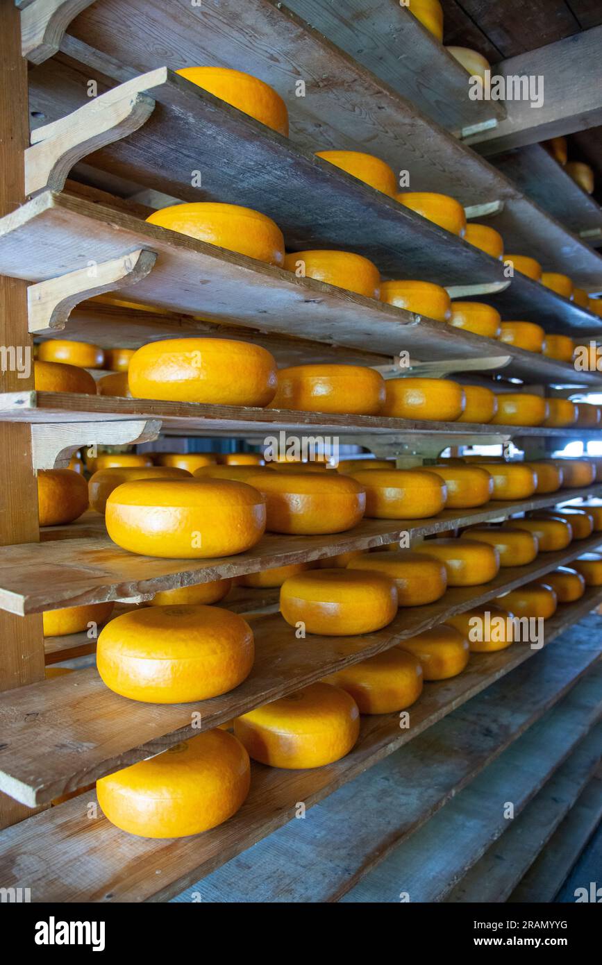 cheese warehouse with stacks of cheeseheads at the Zuiderzee Museum ...