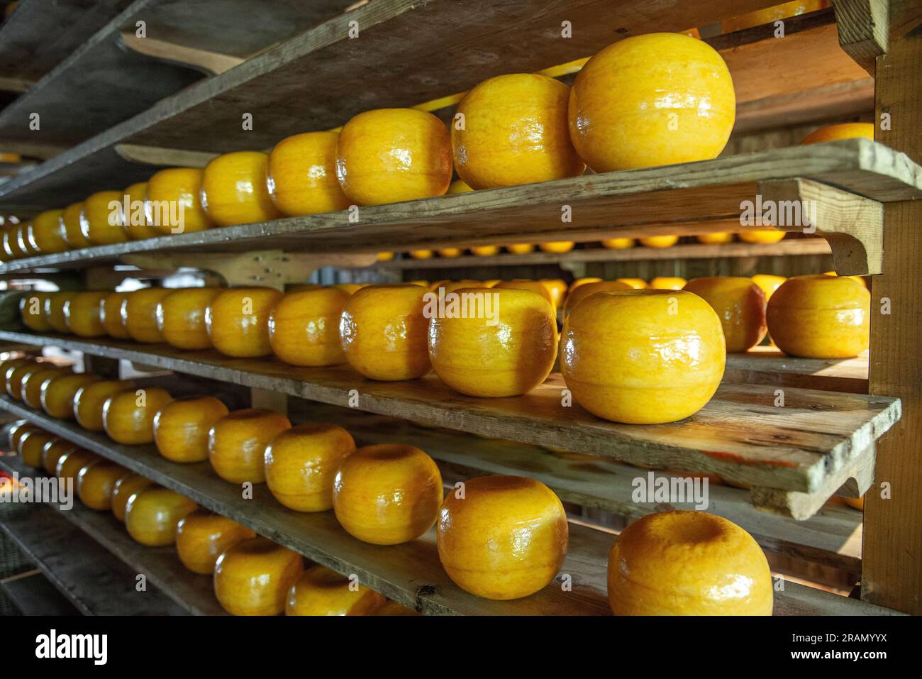 cheese warehouse with stacks of cheeseheads at the Zuiderzee Museum ...