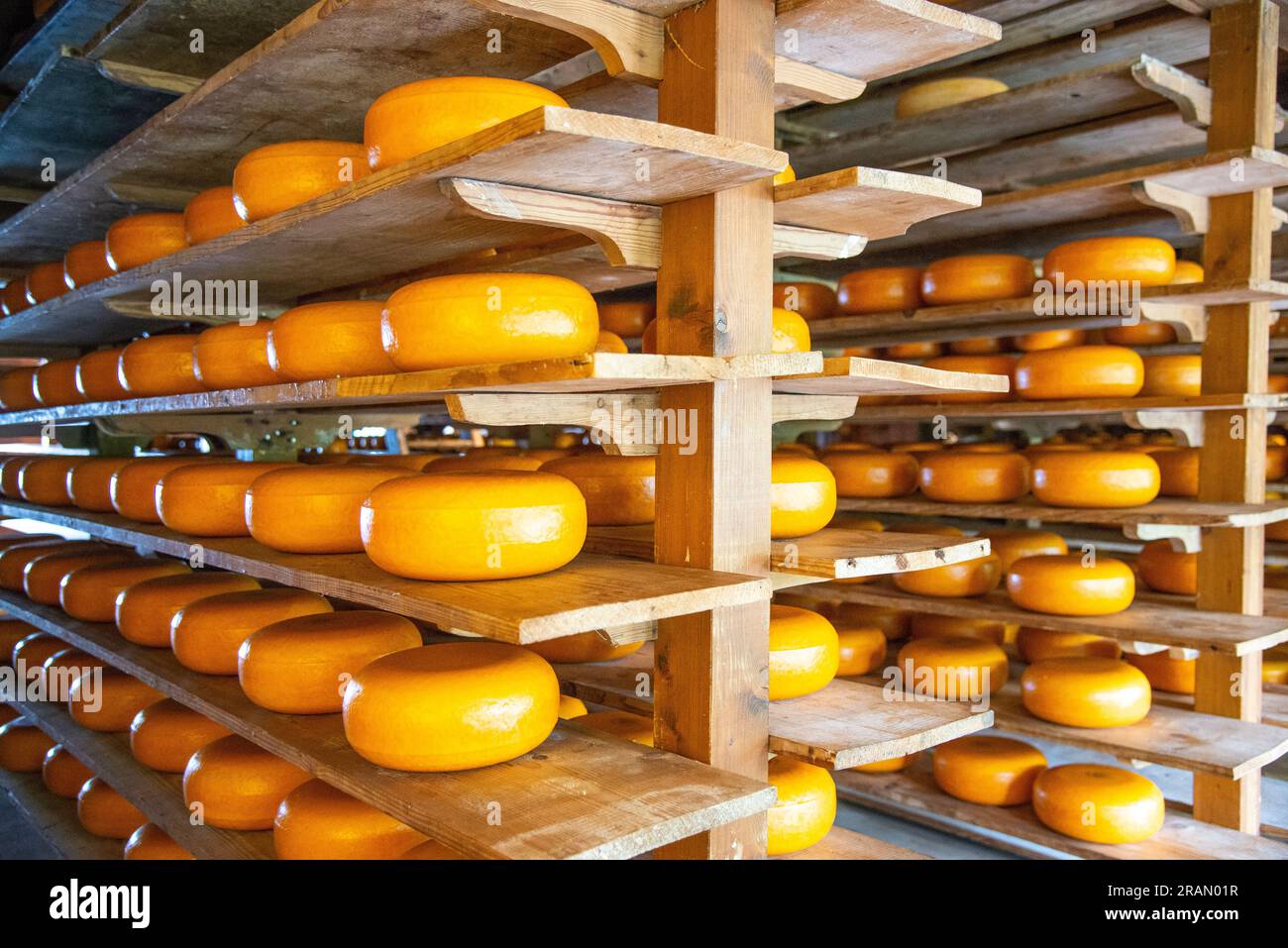 cheese warehouse with stacks of cheeseheads at the Zuiderzee Museum ...