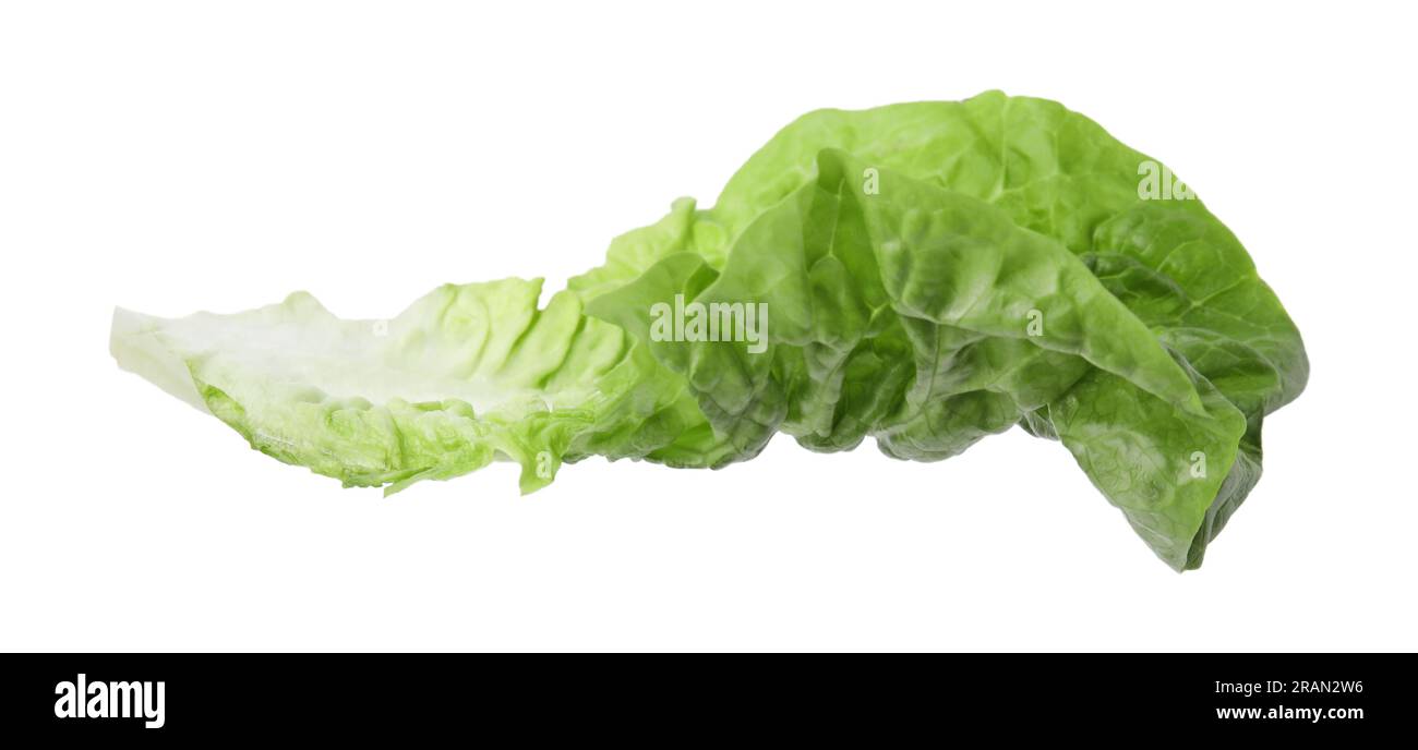 Fresh leaf of green romaine lettuce isolated on white Stock Photo - Alamy