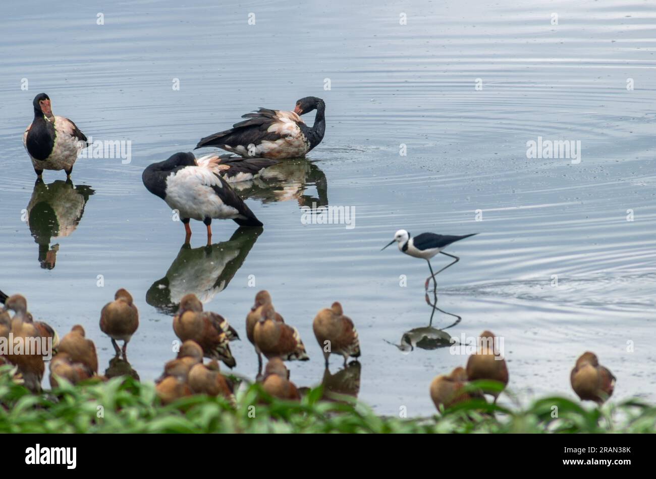 Waterbirds, Plumed Whistling-Ducks, Dendrocygna eytoni, with Magpie ...