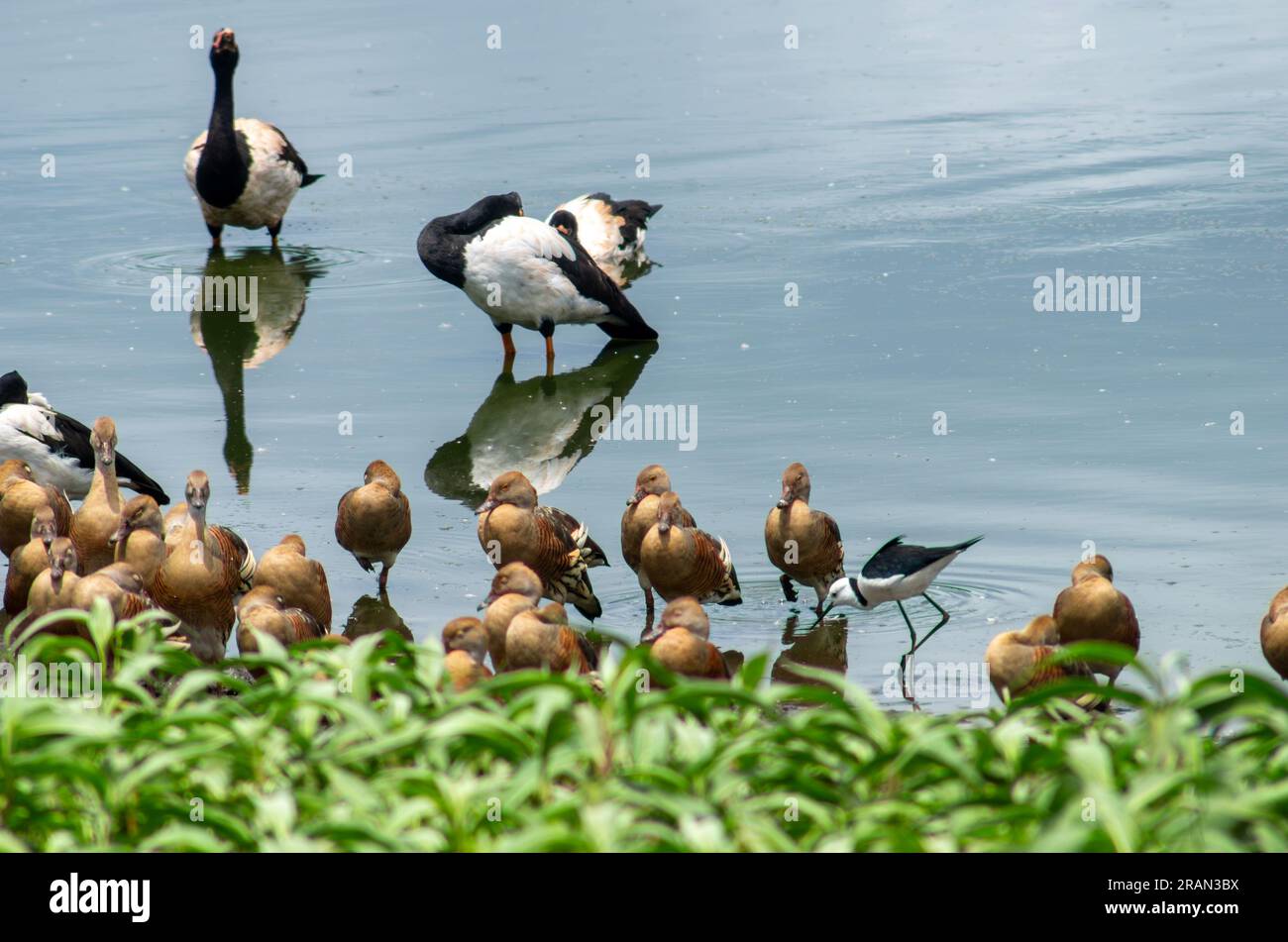 Waterbirds, Plumed Whistling-Ducks, Dendrocygna eytoni, with Magpie ...