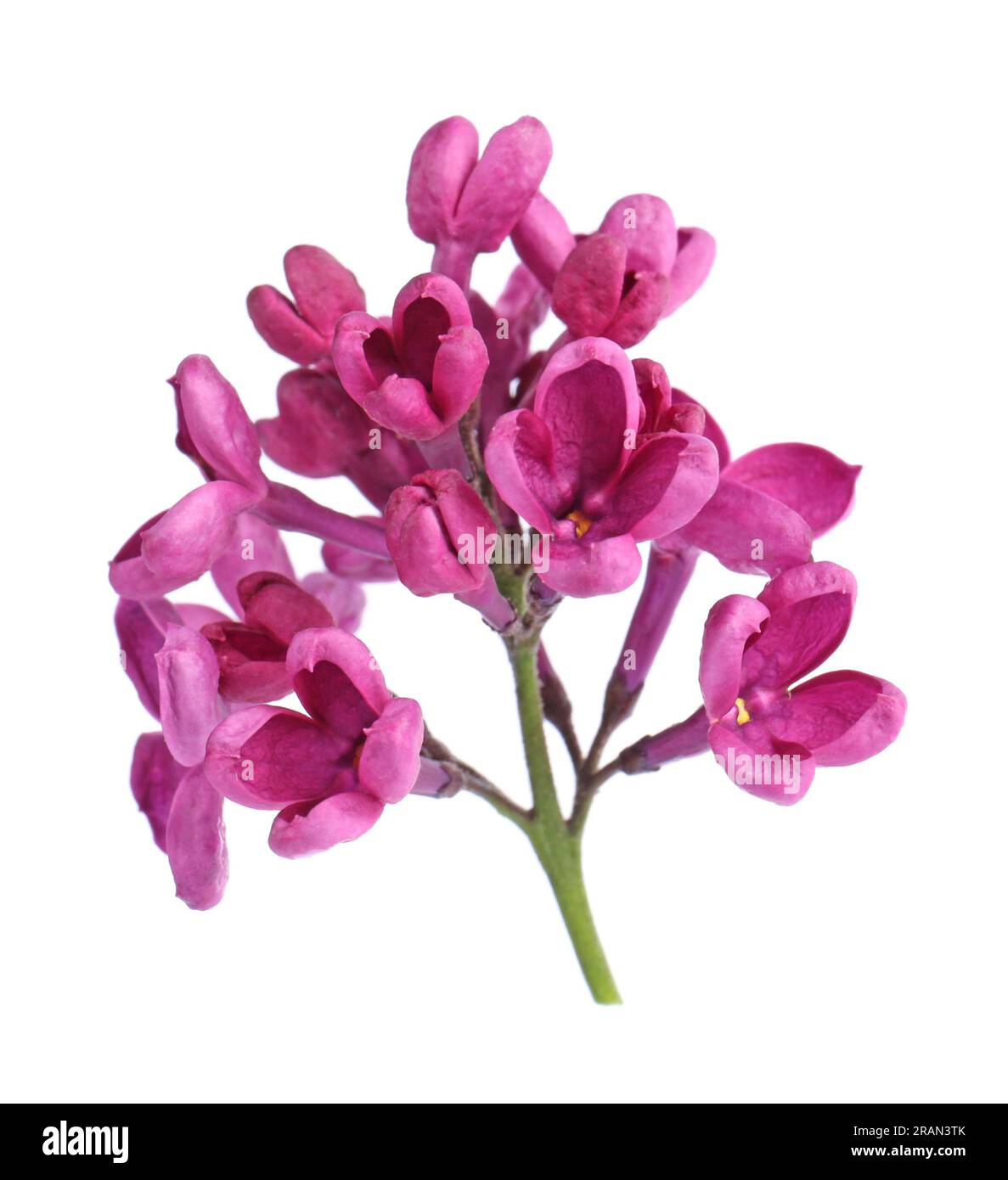 Beautiful fragrant lilac flowers on white background Stock Photo - Alamy