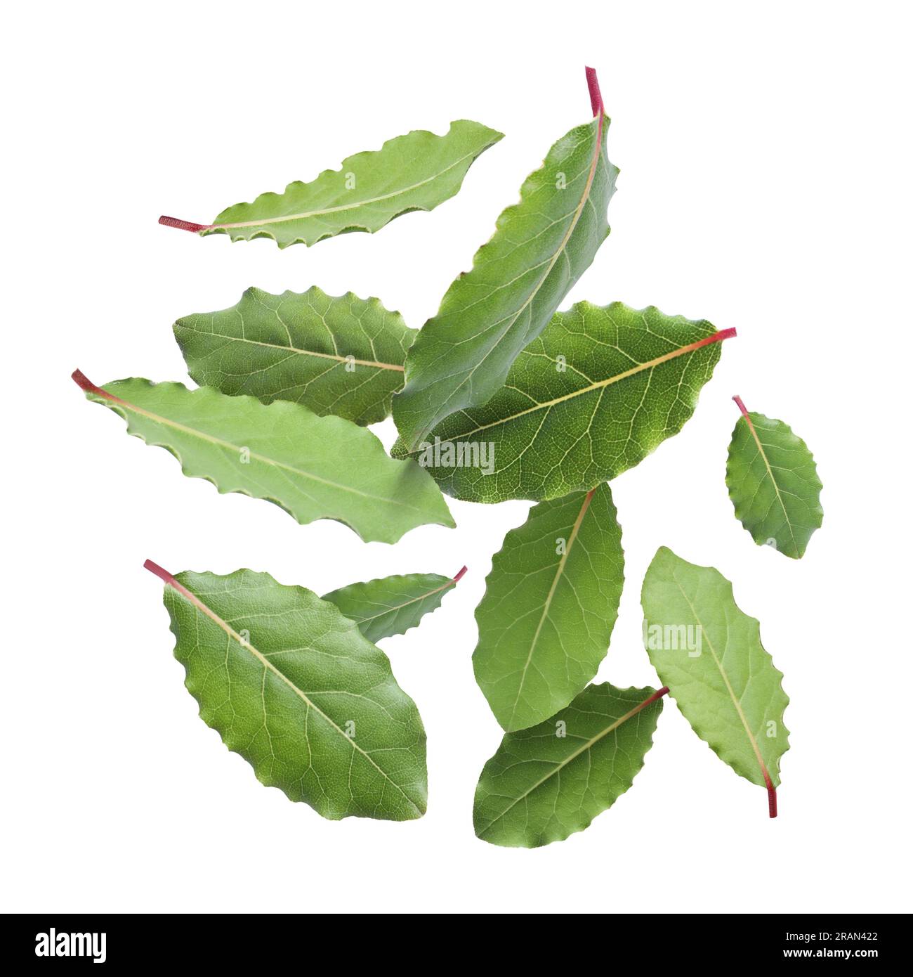 Fresh bay leaves falling on white background Stock Photo - Alamy