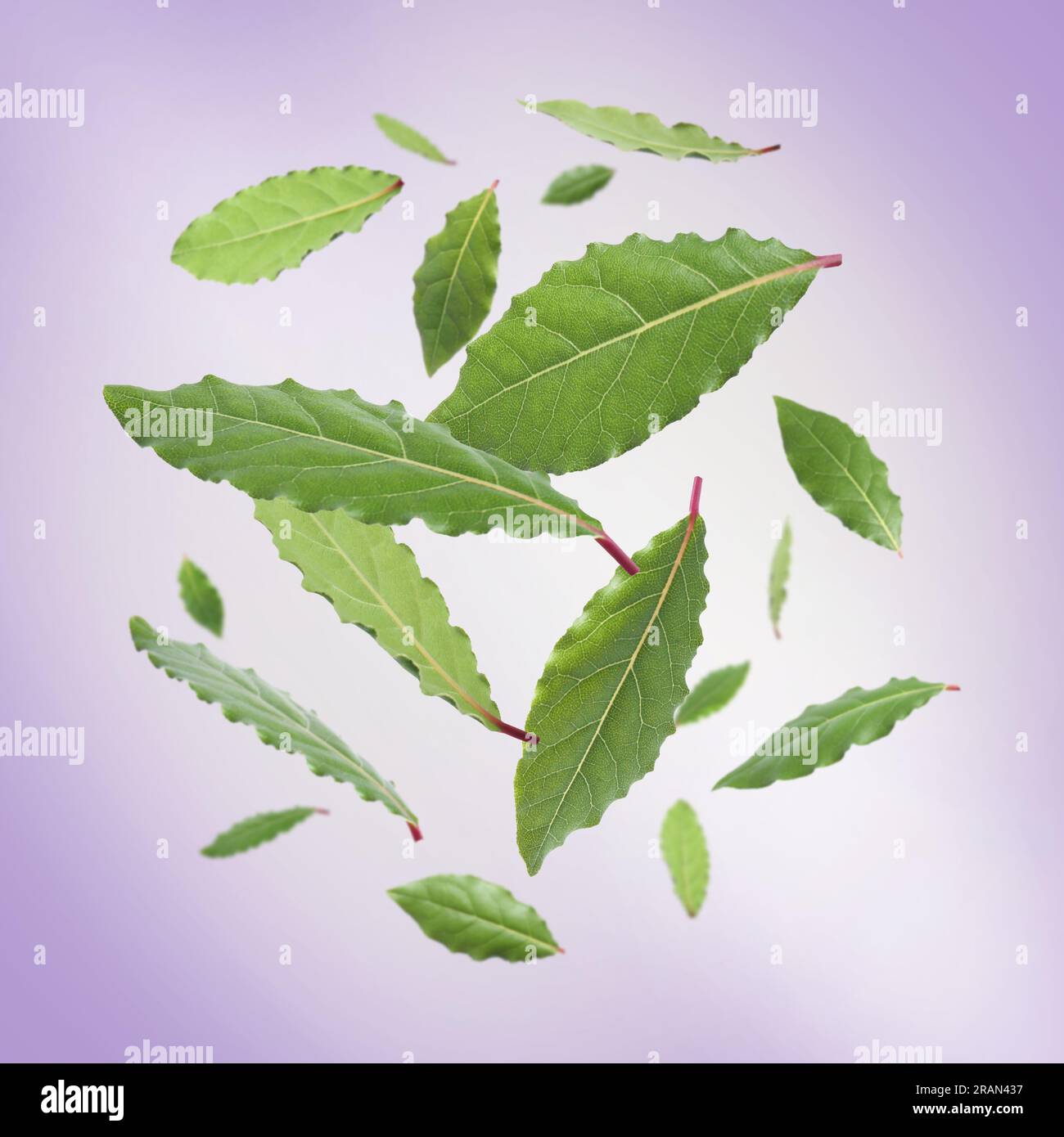 Fresh bay leaves falling on violet background Stock Photo - Alamy