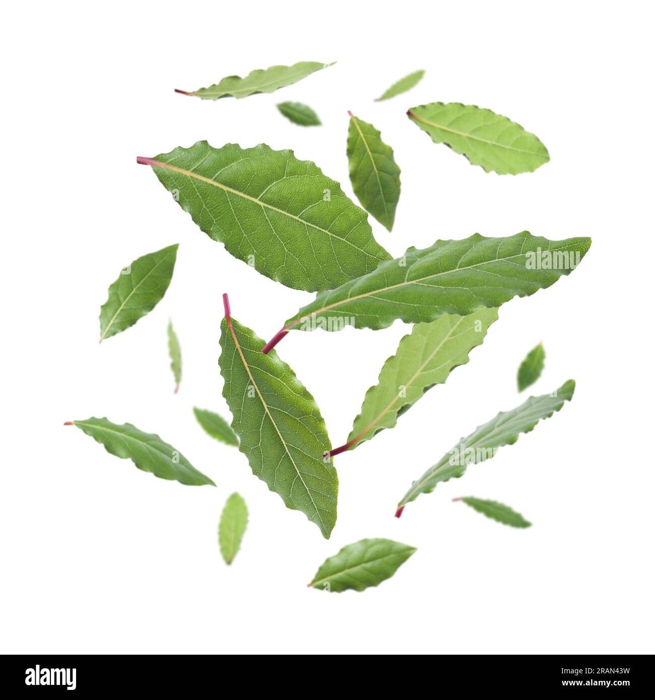 Collage fresh bay leaves hi-res stock photography and images - Alamy