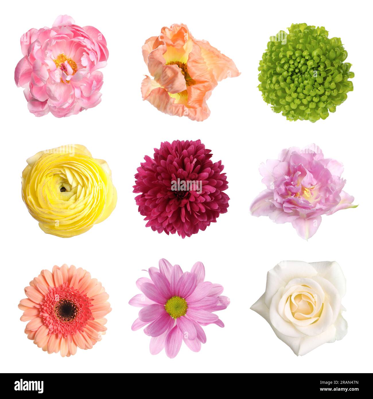 Set of different beautiful flowers on white background Stock Photo - Alamy