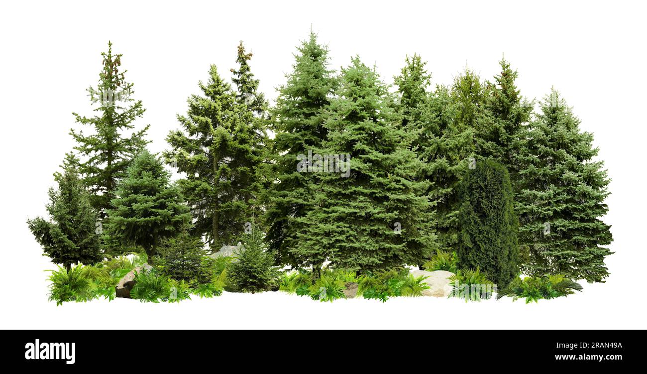 Plants trees leaves bush Cut Out Stock Images & Pictures - Alamy