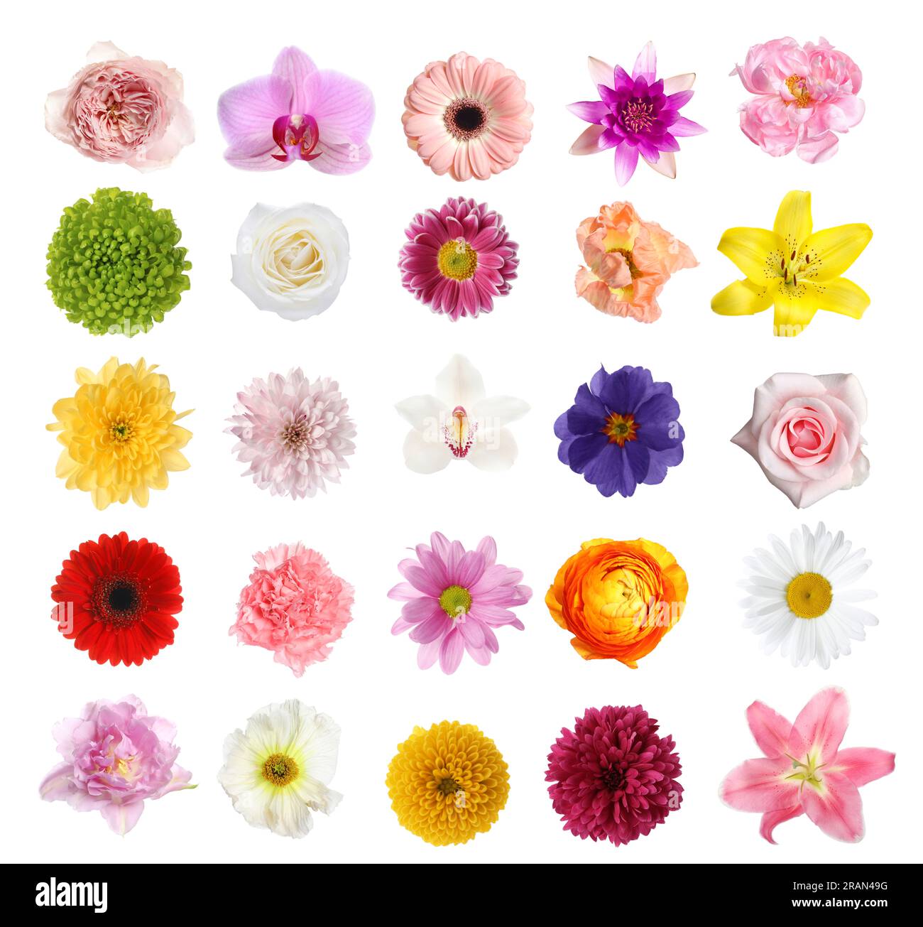 Set of different beautiful flowers on white background Stock Photo - Alamy