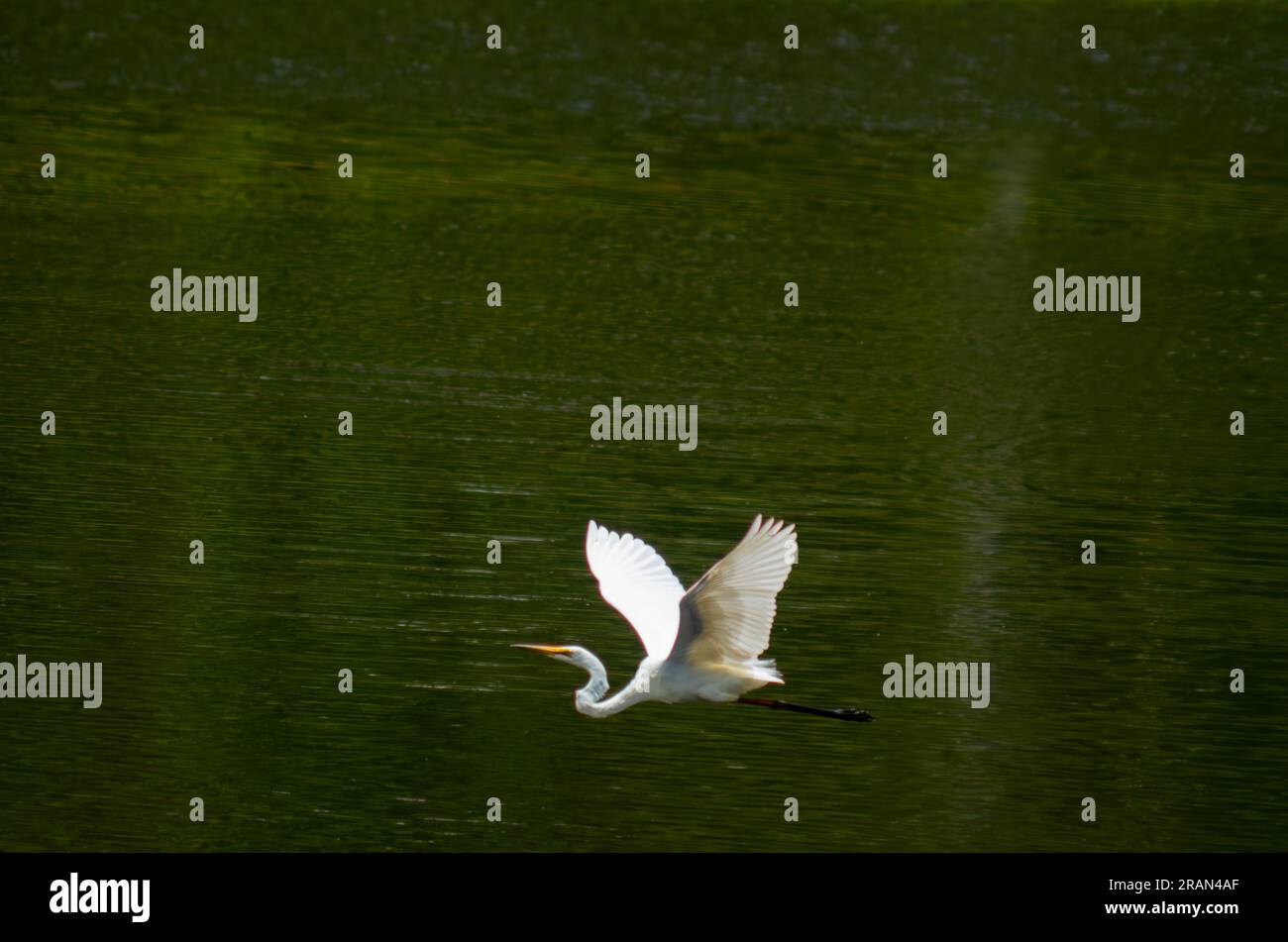 Eastern Great Egret, Ardea alba modesta, in flight, Hasties Swamp ...