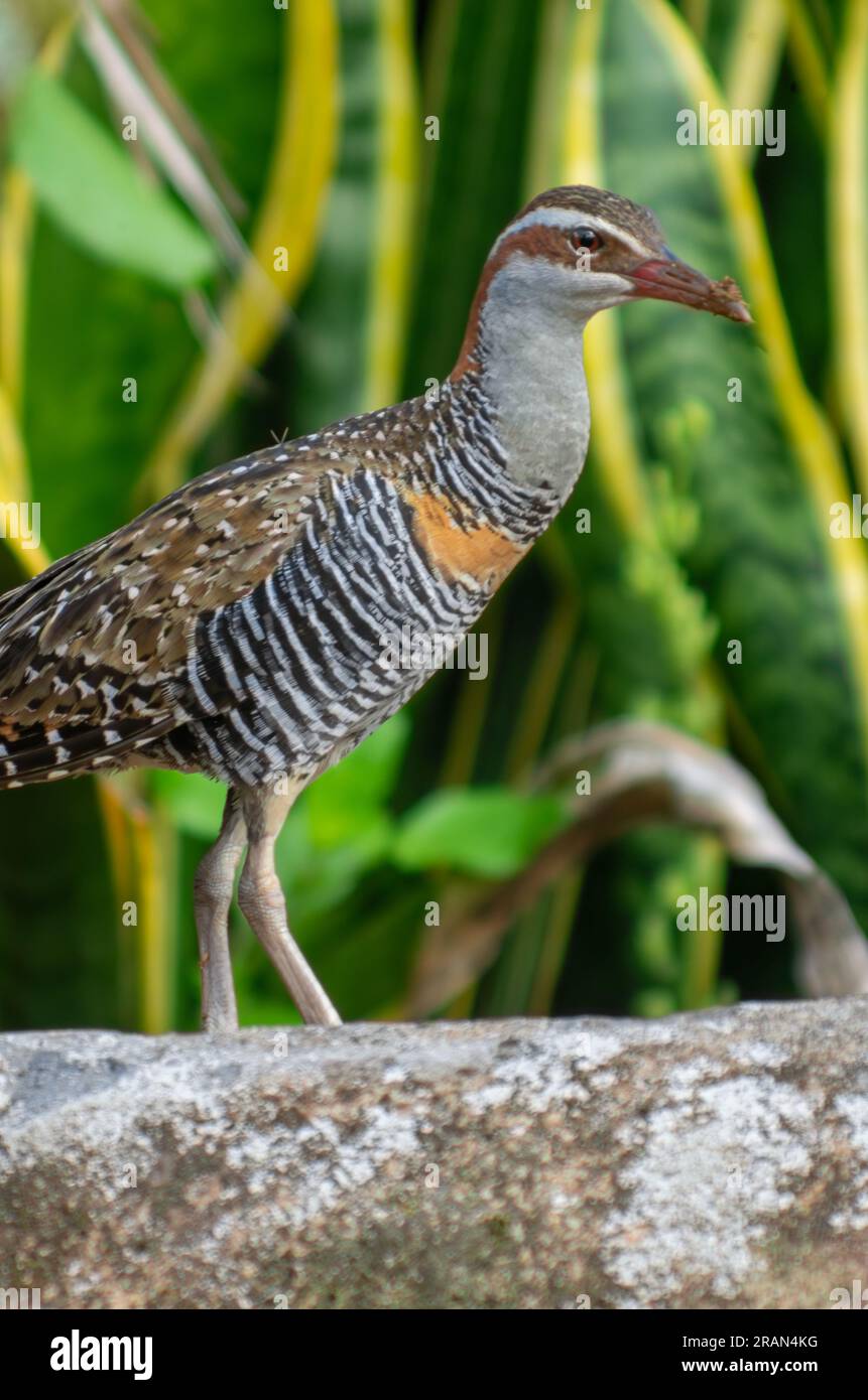 Rallidae australia hi-res stock photography and images - Alamy