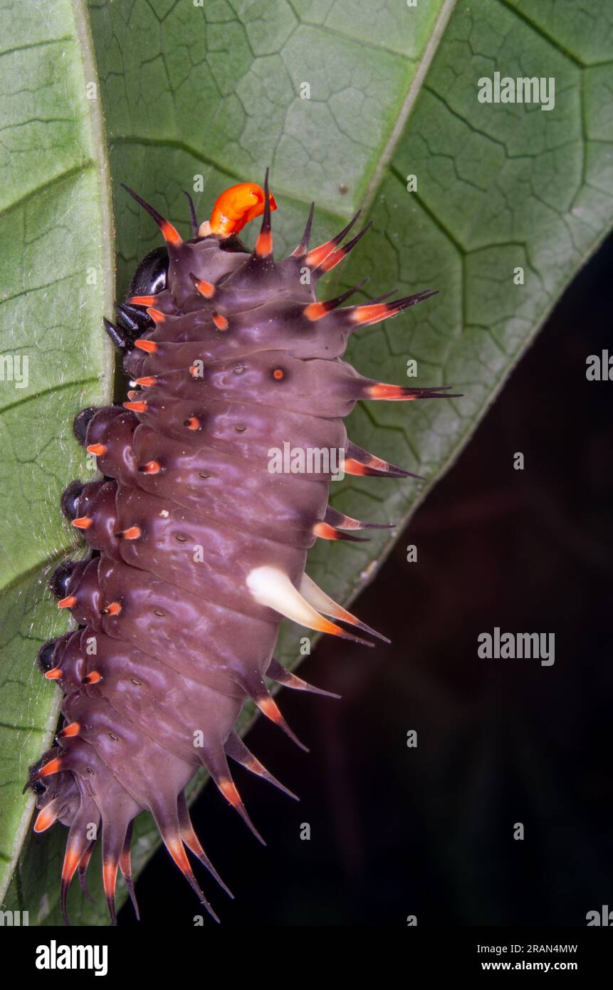 Cairns Birdwing Butterfly, Ornithoptera euphorion, caterpillar, Malanda ...