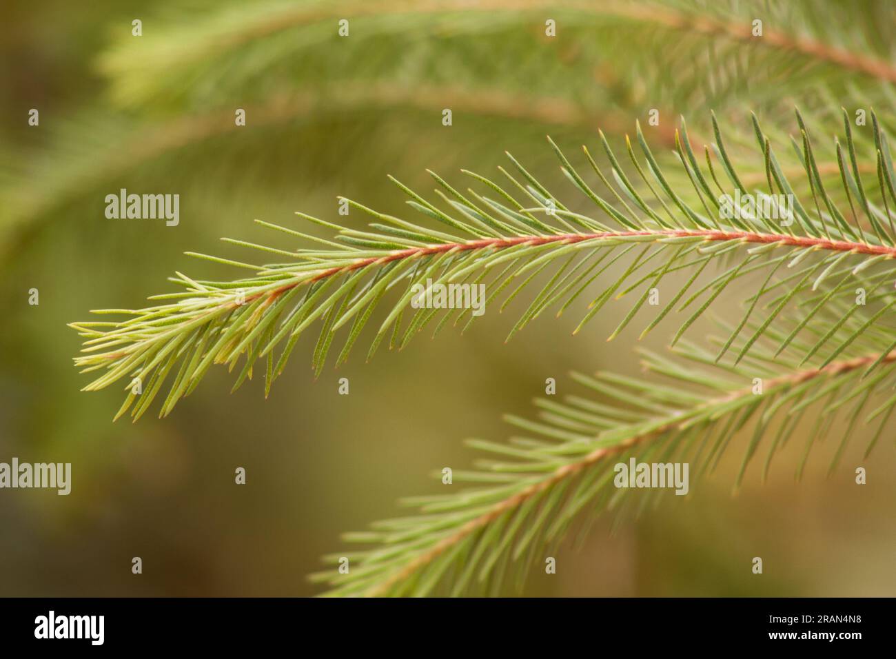 Melaleuca alternifolia,"Tea tree" tree branches on natural background ...