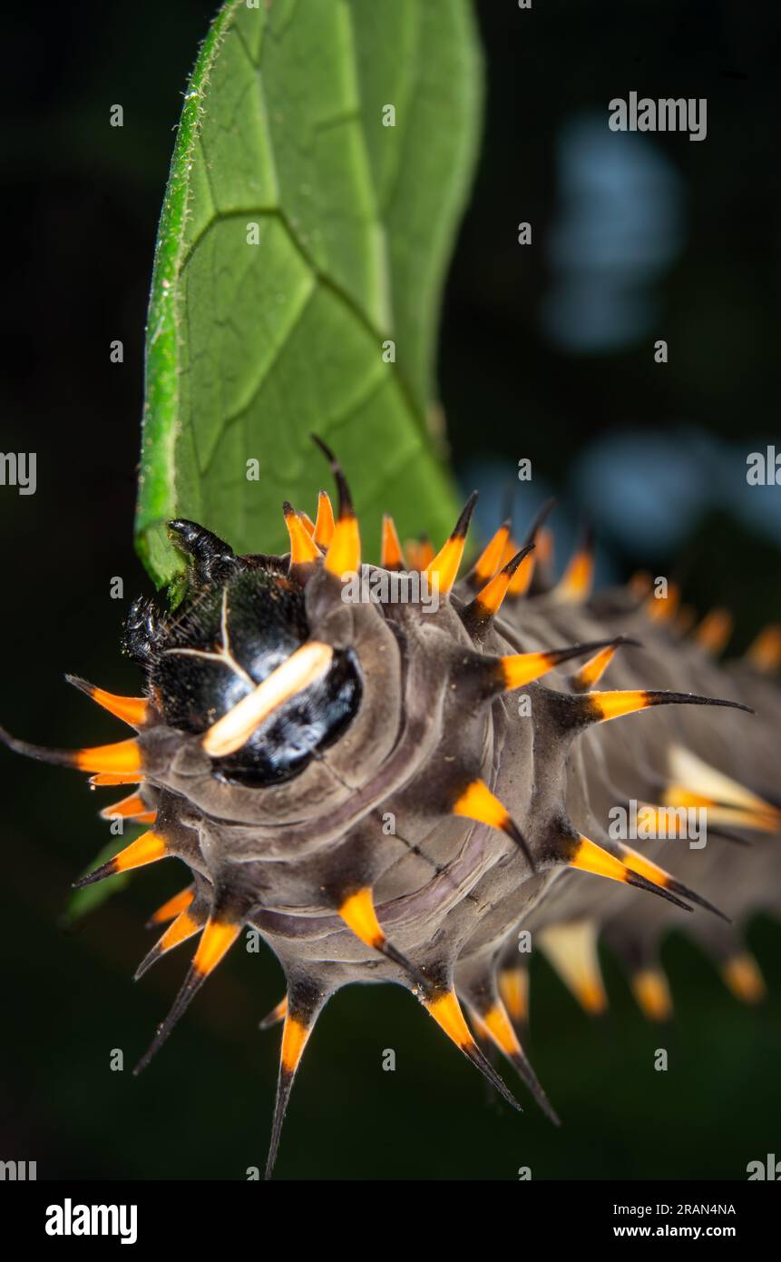 Cairns Birdwing Butterfly, Ornithoptera euphorion, caterpillar, Malanda ...