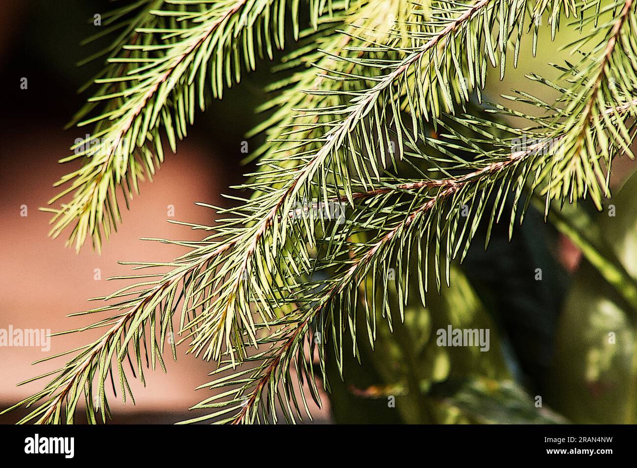 Melaleuca alternifolia, "Tea tree" tree branches on natural background ...