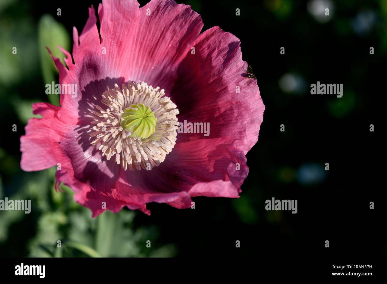 Opium poppies (Papaver somniferum) growing in a backyard flower garden ...