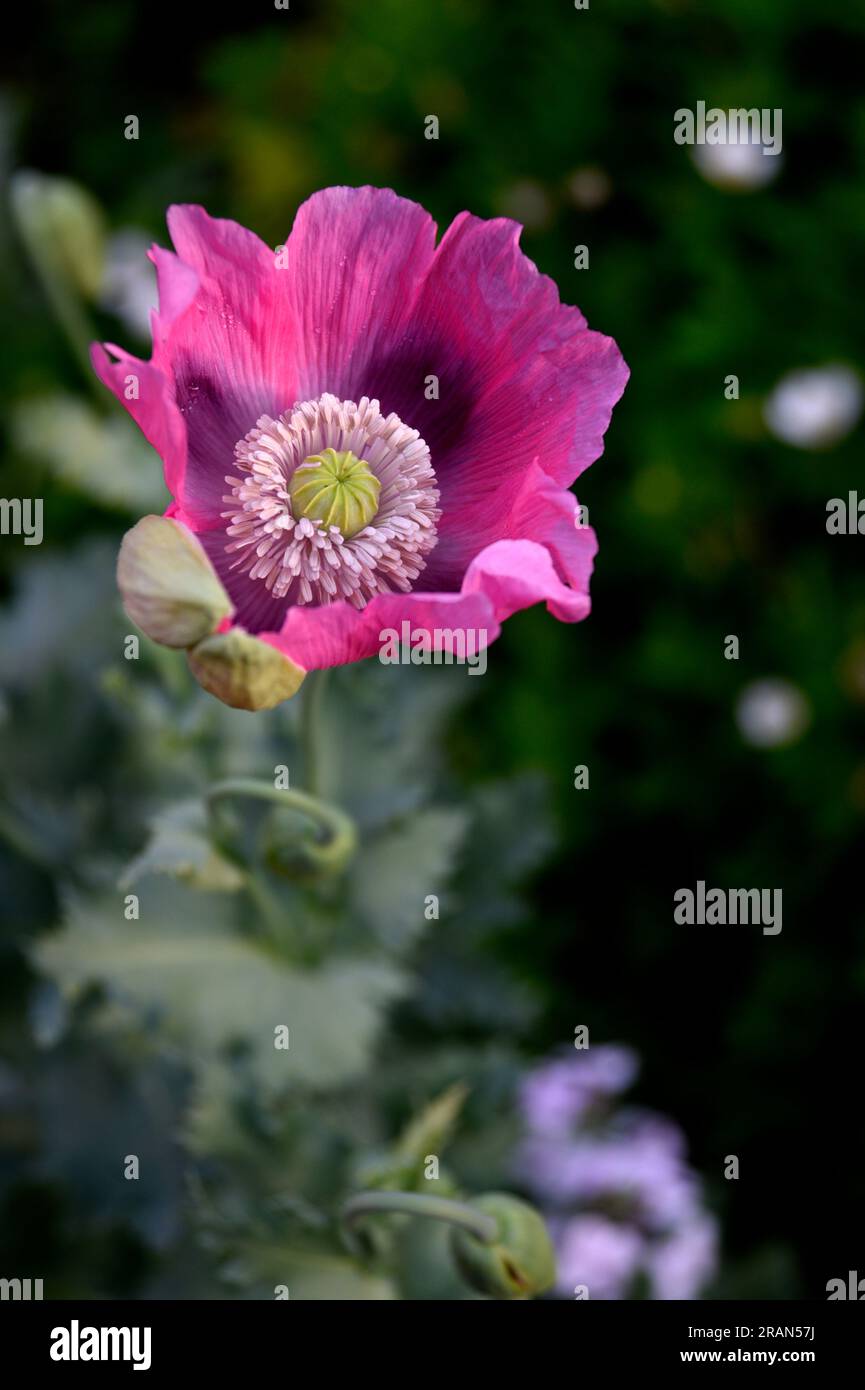 Opium poppies (Papaver somniferum) growing in a backyard flower garden ...