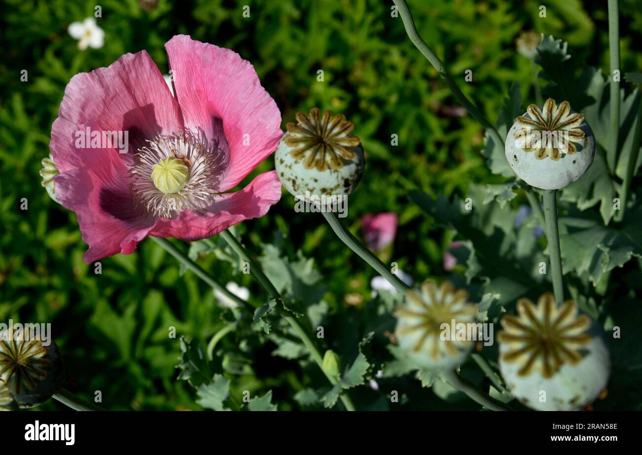Opium poppies (Papaver somniferum) growing in a backyard flower garden ...