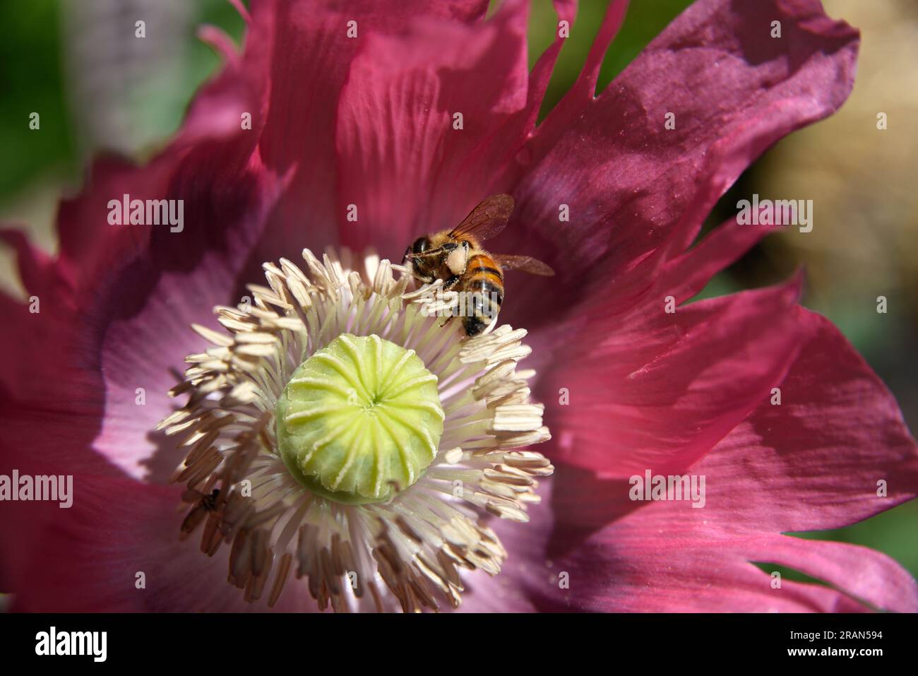 Honey bees gather nectar and pollen on opium poppies (Papaver somniferum) growing in a backyard ...