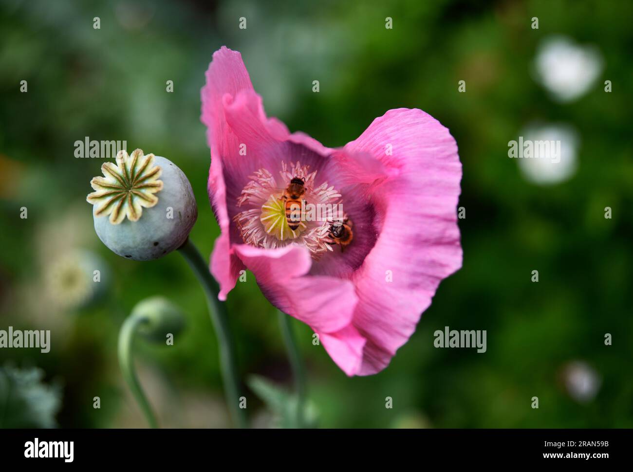 Honey bees gather nectar and pollen on opium poppies (Papaver ...