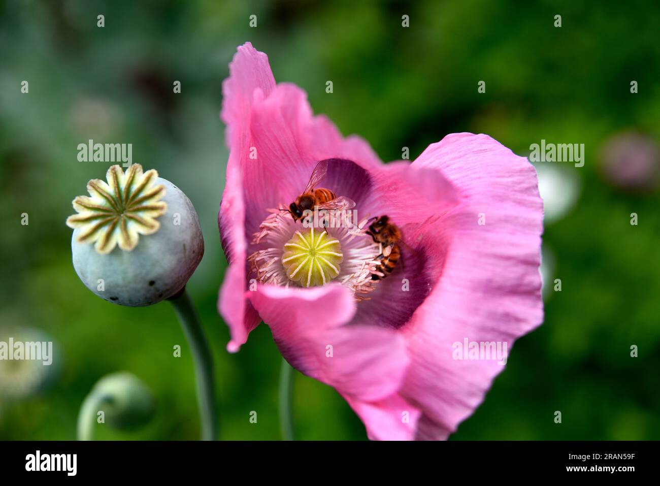 Honey bees gather nectar and pollen on opium poppies (Papaver ...