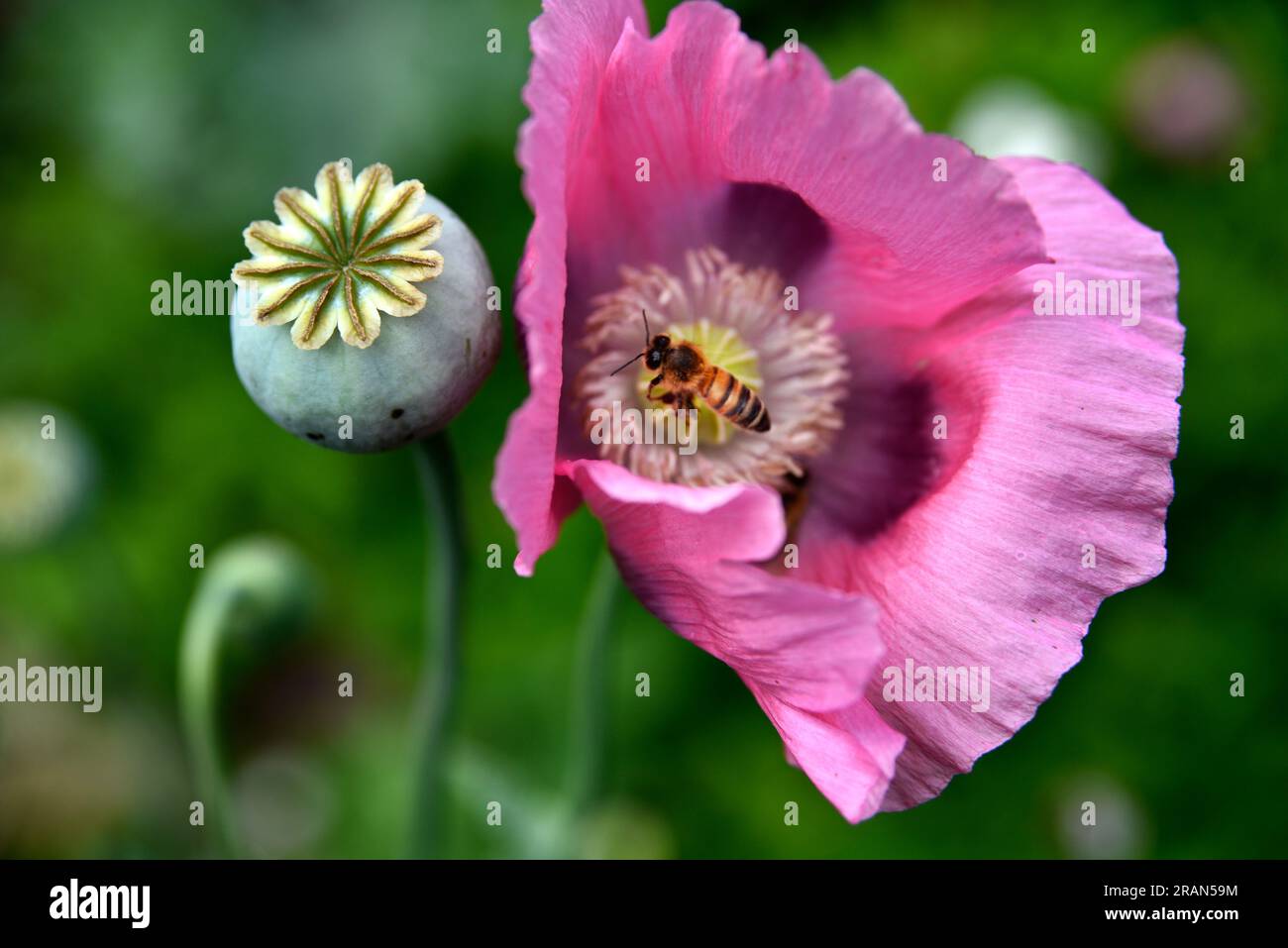 Honey bees gather nectar and pollen on opium poppies (Papaver ...