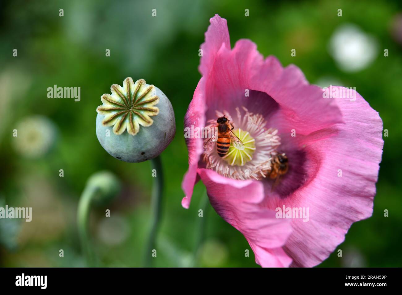 Honey bees gather nectar and pollen on opium poppies (Papaver somniferum) growing in a backyard ...