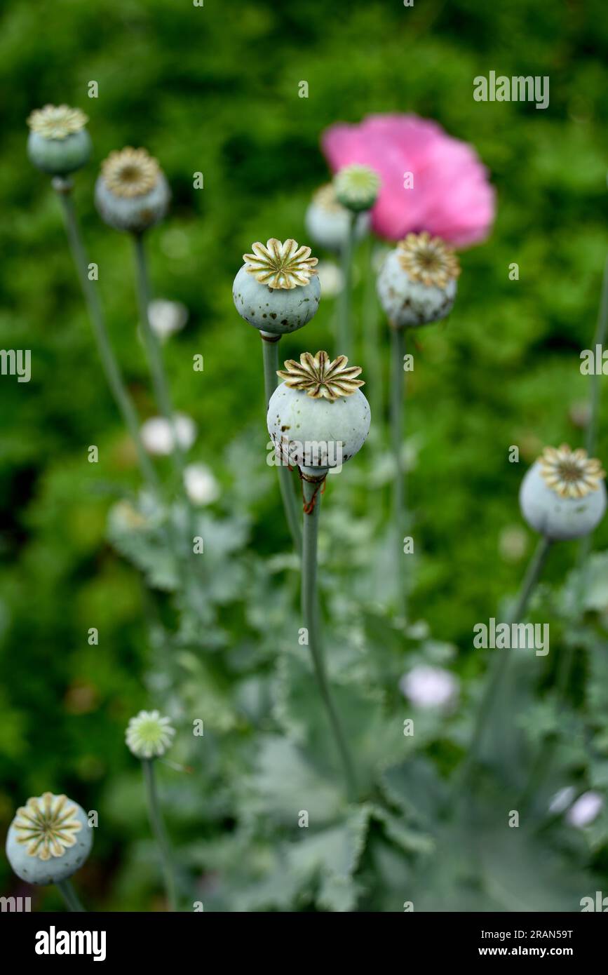 Opium poppy fruits or pods (also called seedpods and poppy heads ...