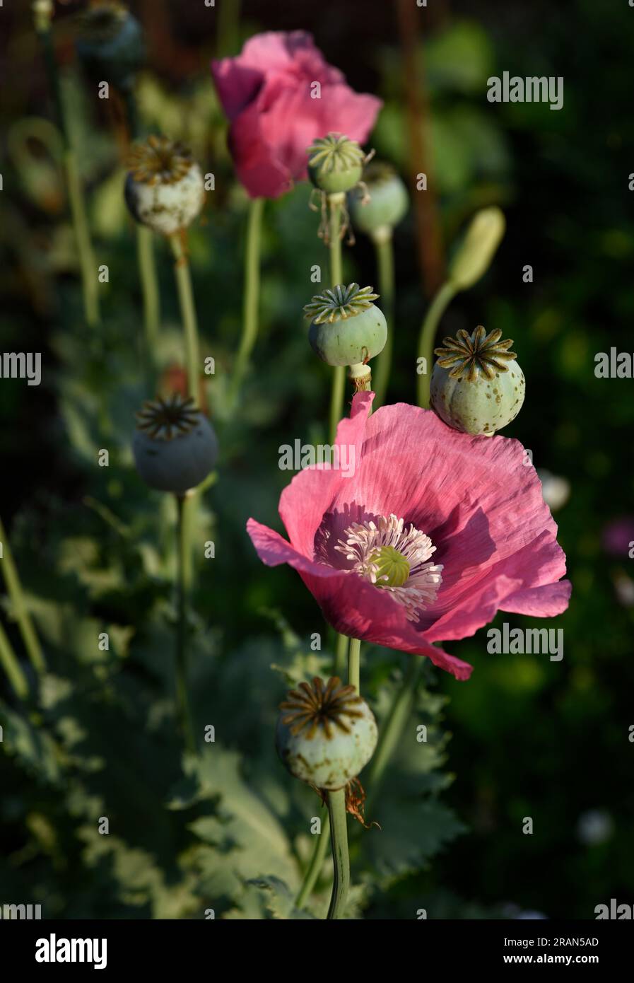 Opium poppies (Papaver somniferum) growing in a backyard flower garden ...