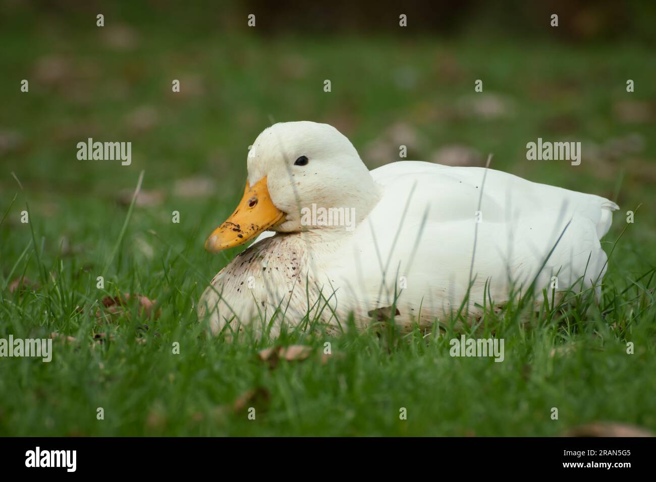 Mallard duck so adorable Stock Photo - Alamy