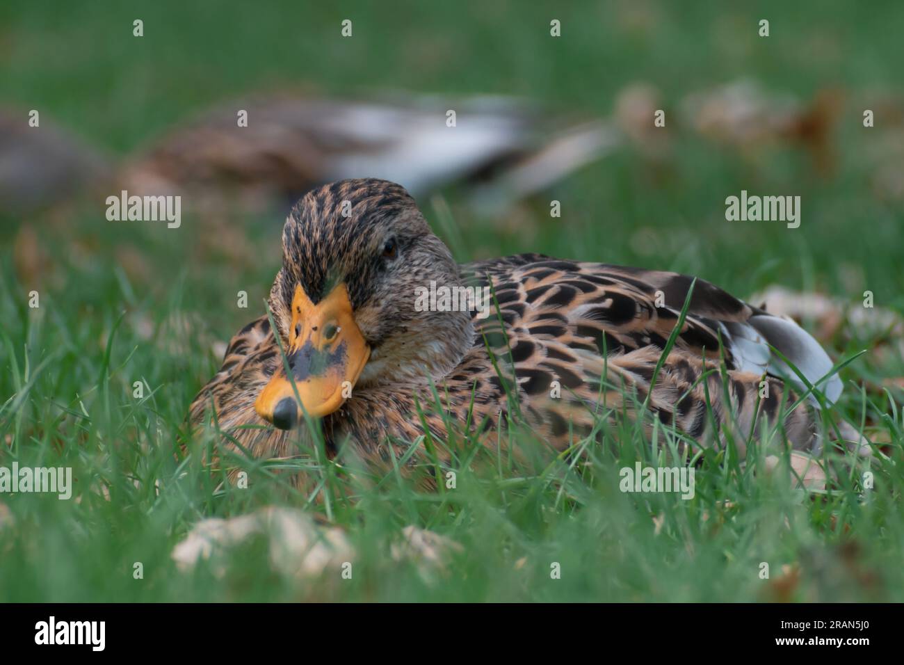 Ducks farm australia hi-res stock photography and images - Alamy