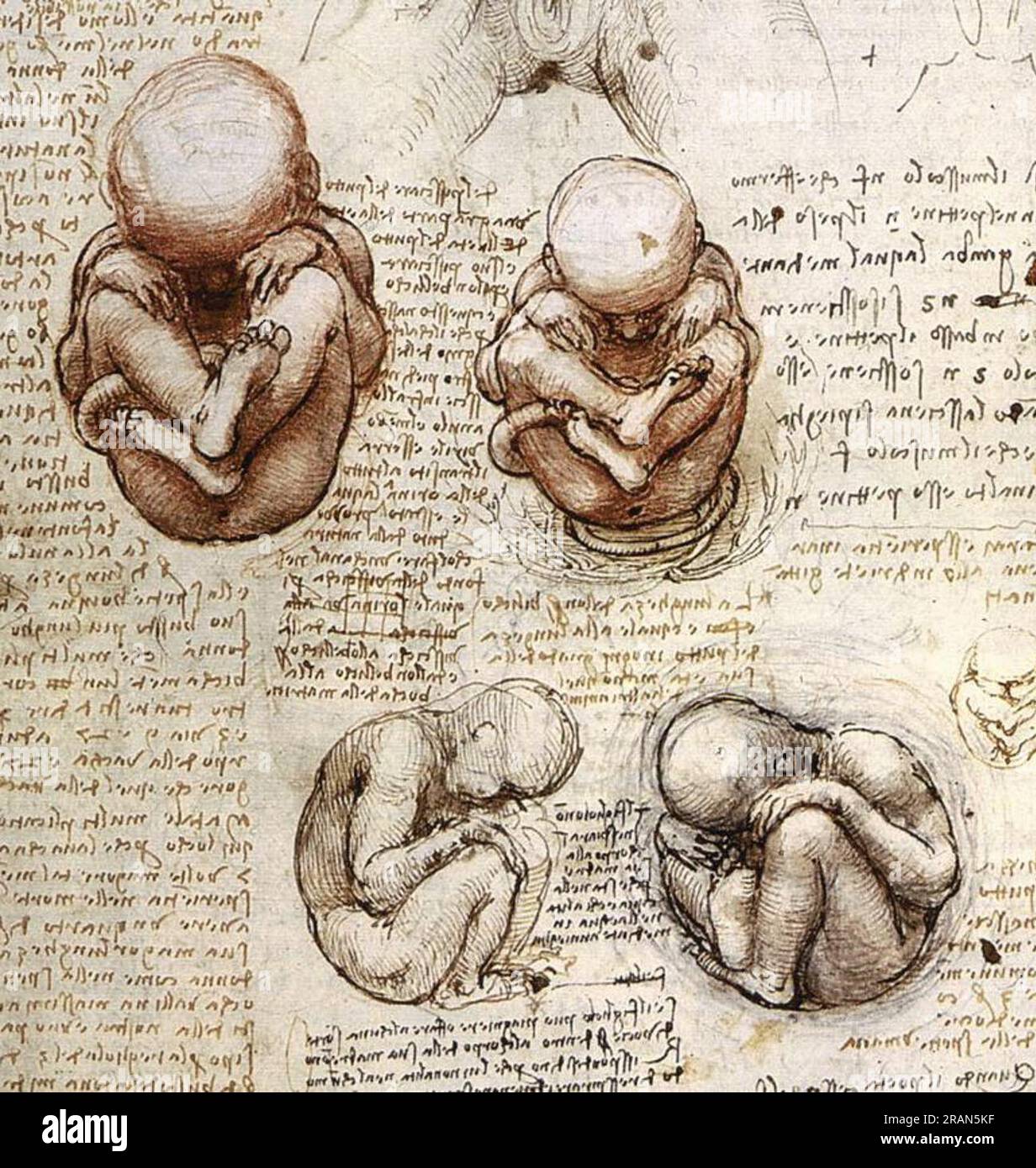 Views of a Foetus in the Womb.jpg c.1510 - c.1513; Italy by Leonardo da ...