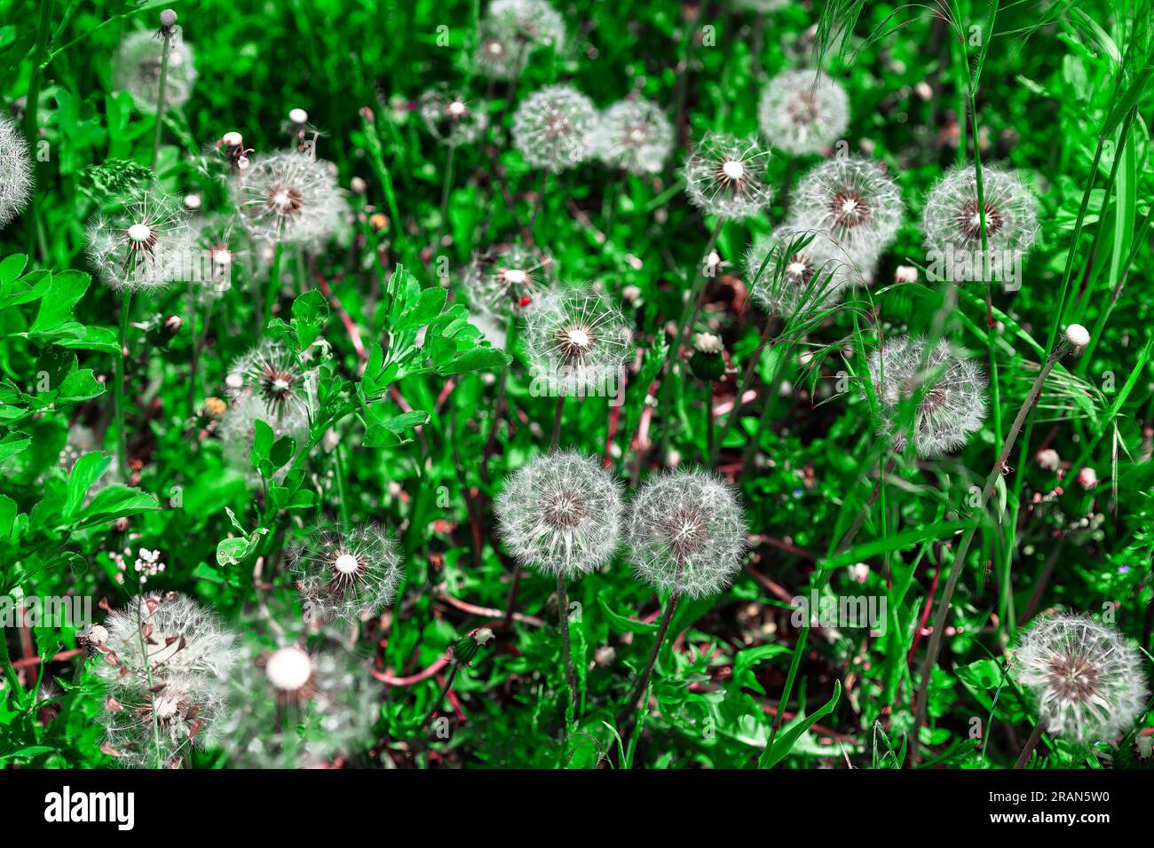 Dandelions in the green grass. Nature background. Spring season Stock ...