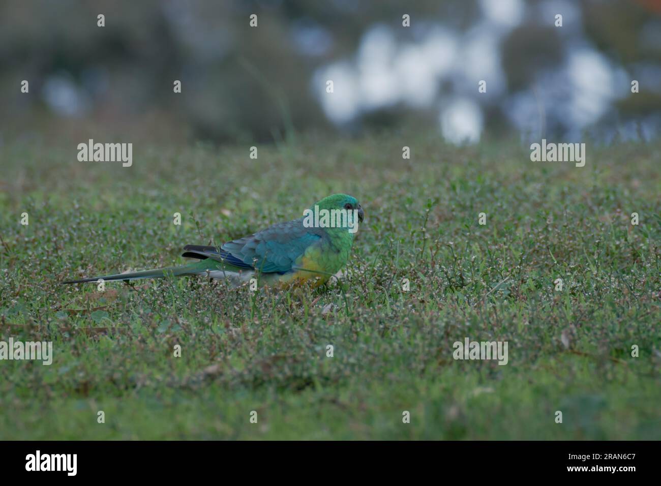 Rainbow parrot red hi-res stock photography and images - Alamy