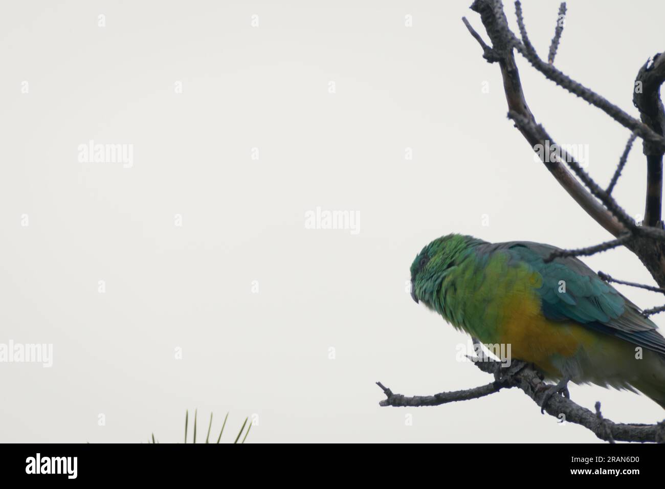 Lovely bird hi-res stock photography and images - Alamy