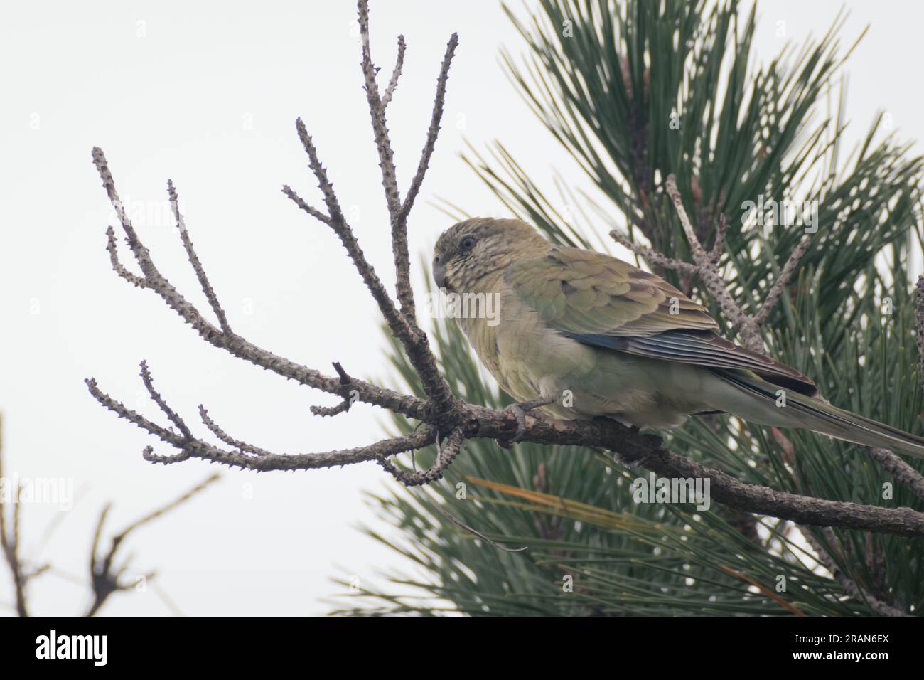 Red rump parrot hi-res stock photography and images - Alamy