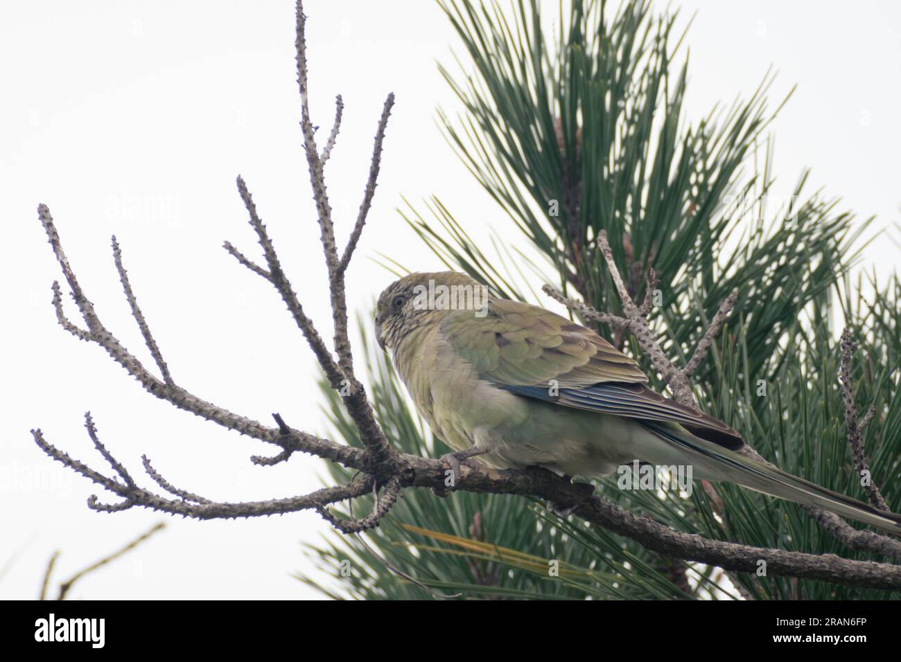 Rainbow parrot red hi-res stock photography and images - Alamy