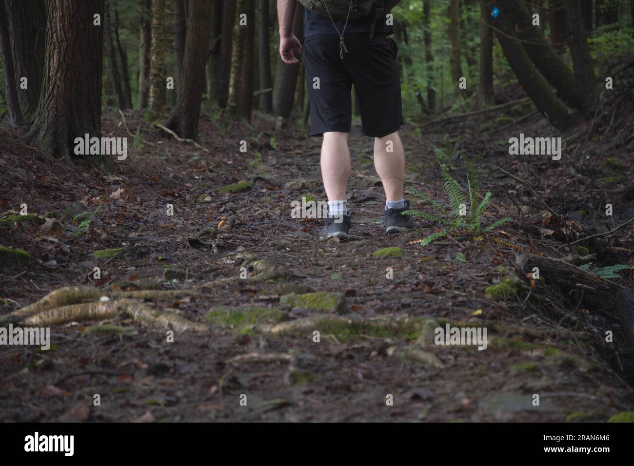 Hiker on a trail passing by obstacles in the woods focus on legs and ...