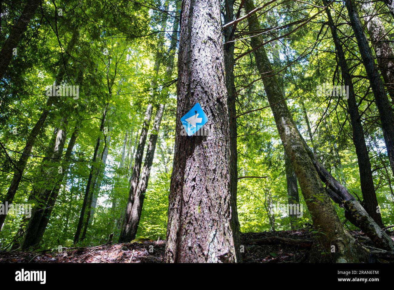Hiking trail post/sign arrows showing direction copy space backgrounds ...