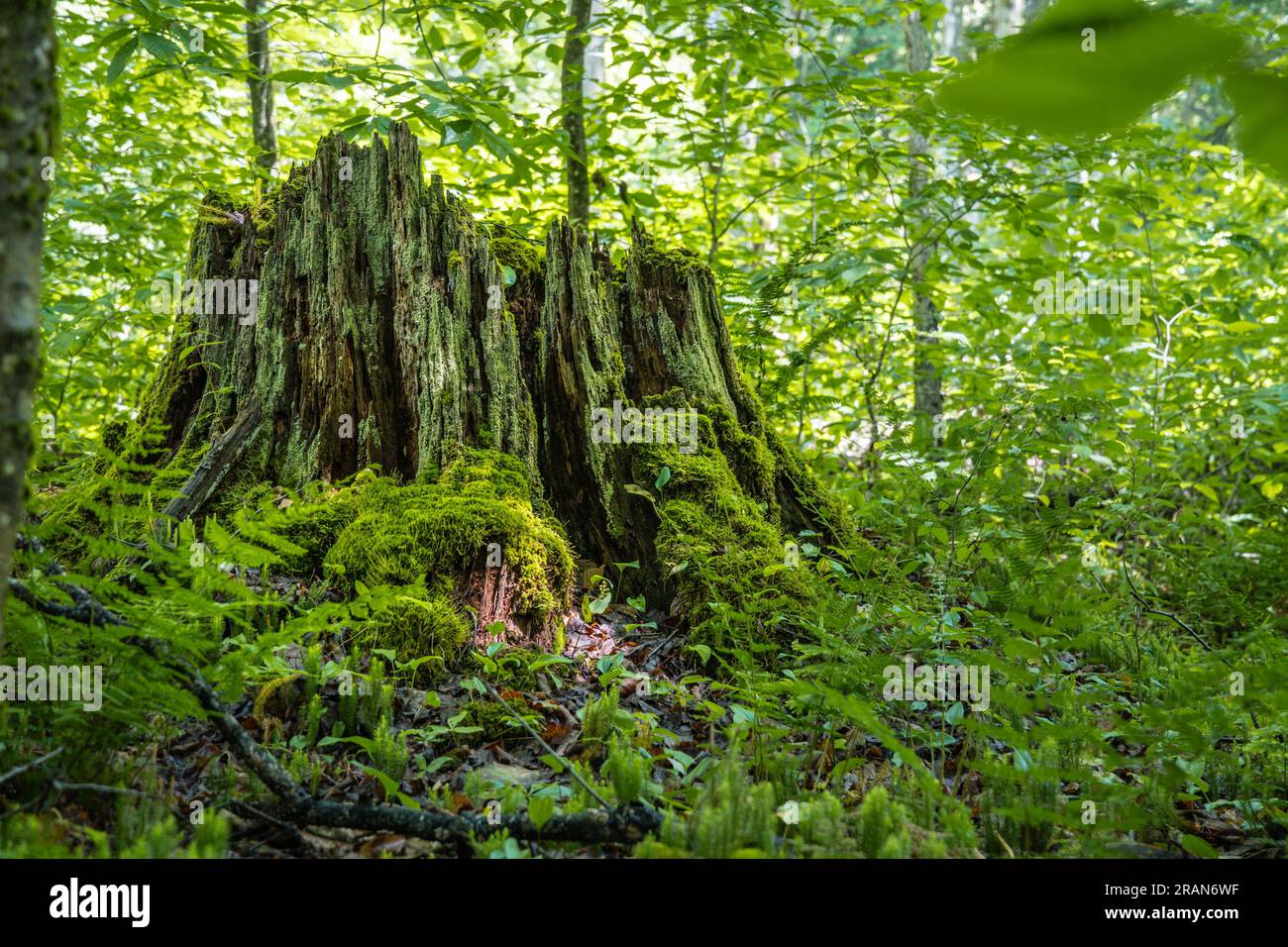 Woods trail forest moss backgrounds textures copy space graphic ...