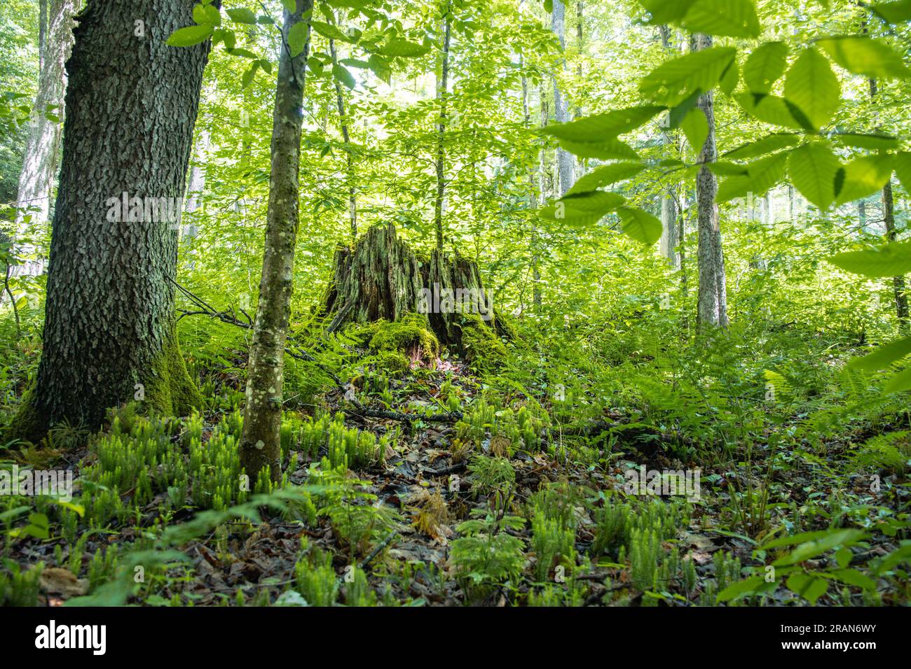 Woods trail forest moss backgrounds textures copy space graphic ...