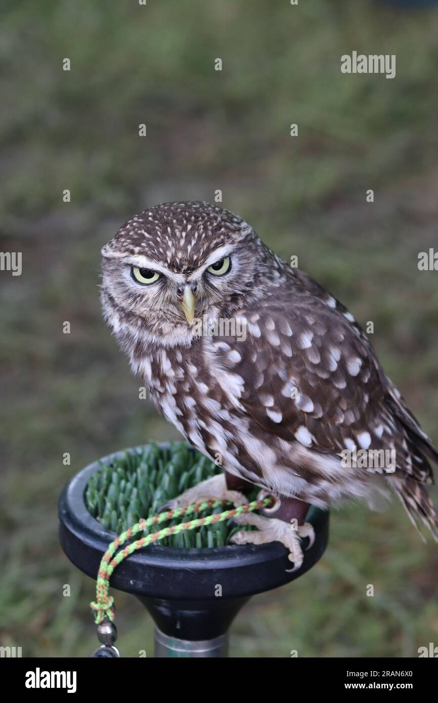 Little Owl (Athene noctua) waits its turn to be displayed to the public ...