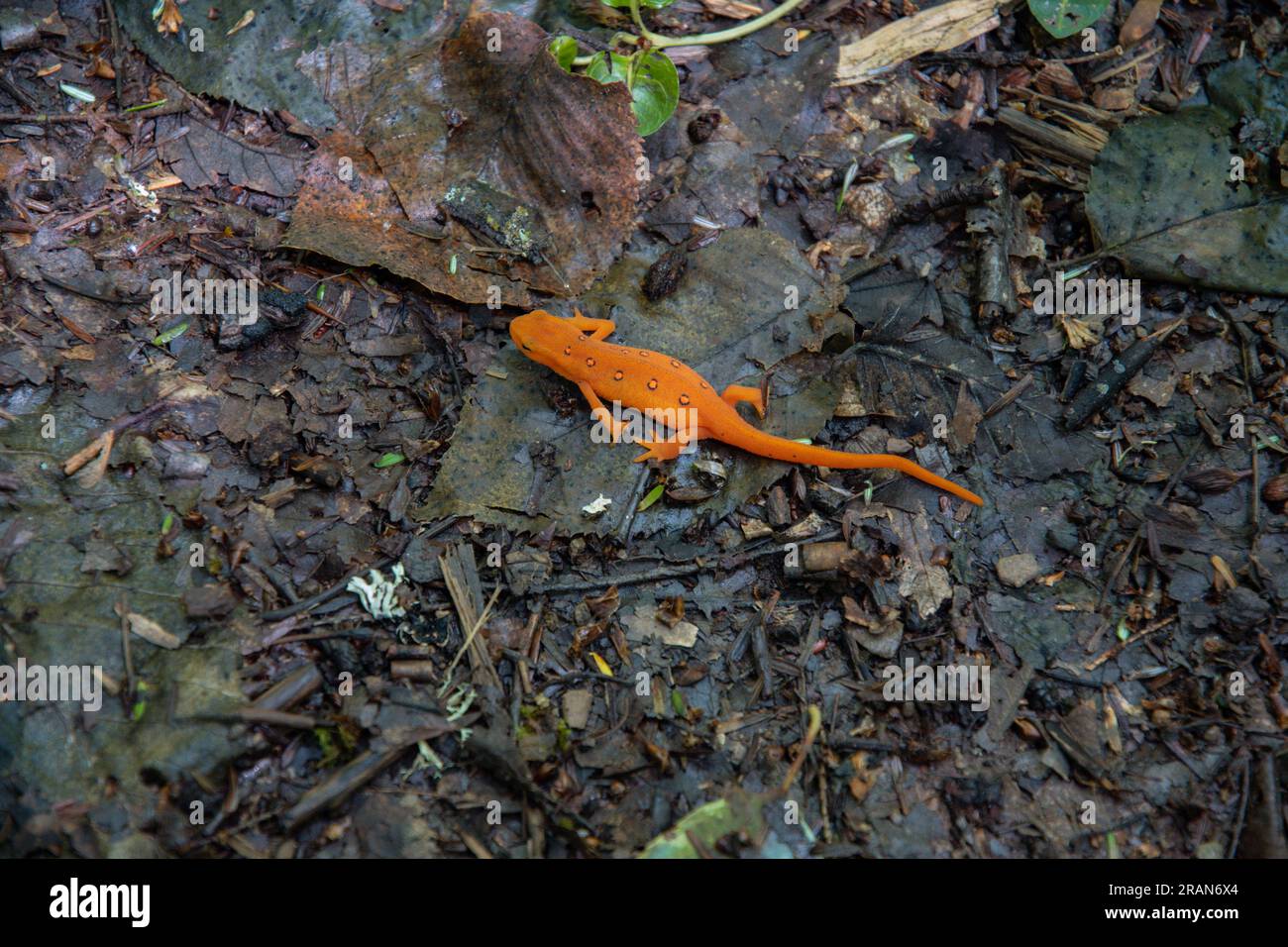 USA woodland orange salamander backgrounds copy space wild animals ...
