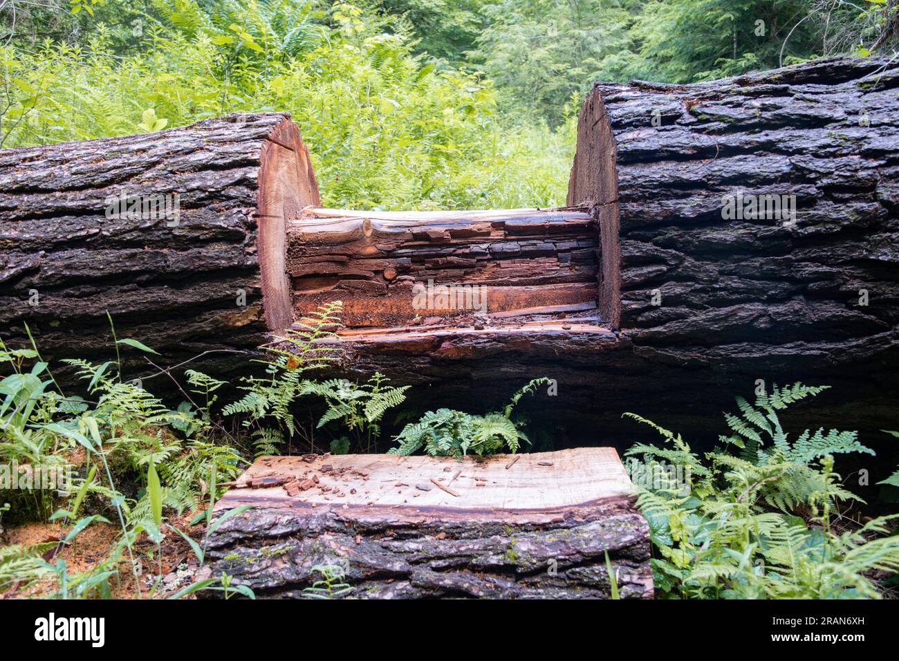Woods trail forest moss backgrounds textures copy space graphic ...