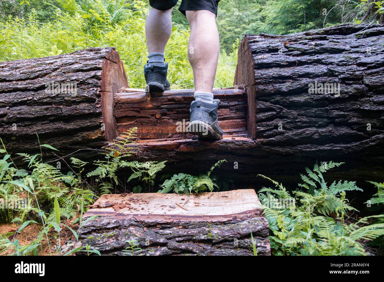 Hiker on a trail passing by obstacles in the woods focus on legs and ...