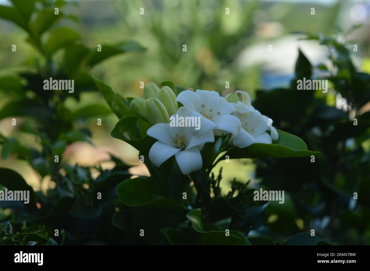 Orange jasmine murraya paniculata hi-res stock photography and images ...