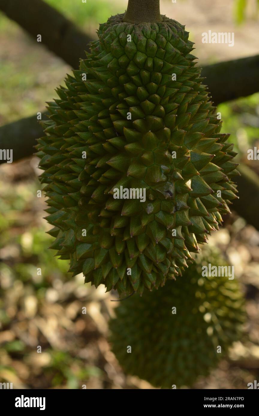 Durian golden flesh hi-res stock photography and images - Alamy