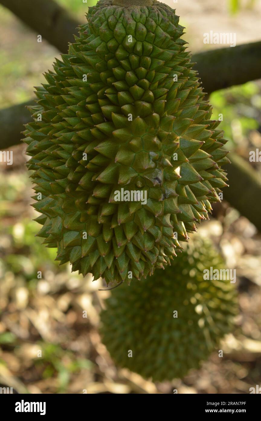 Durian golden flesh hi-res stock photography and images - Alamy